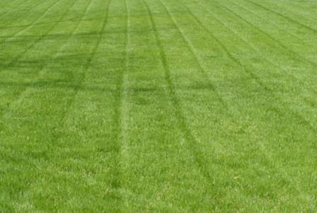 Cultivo y distribución de césped natural, Agrocesped, S.L.